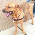 Furry Friend Friday With Big Mac! – MassDrive Blog