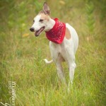 Furry Friend Friday With Dobson! – MassDrive Blog