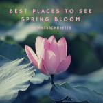 Best Place to See Spring Bloom in Massachusetts – MassDrive Blog